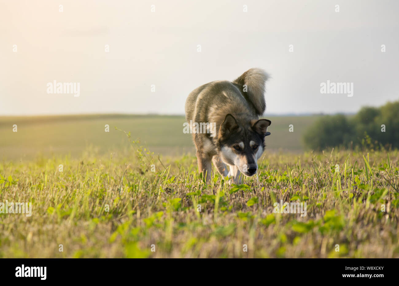 Searching for something hi-res stock photography and images - Alamy