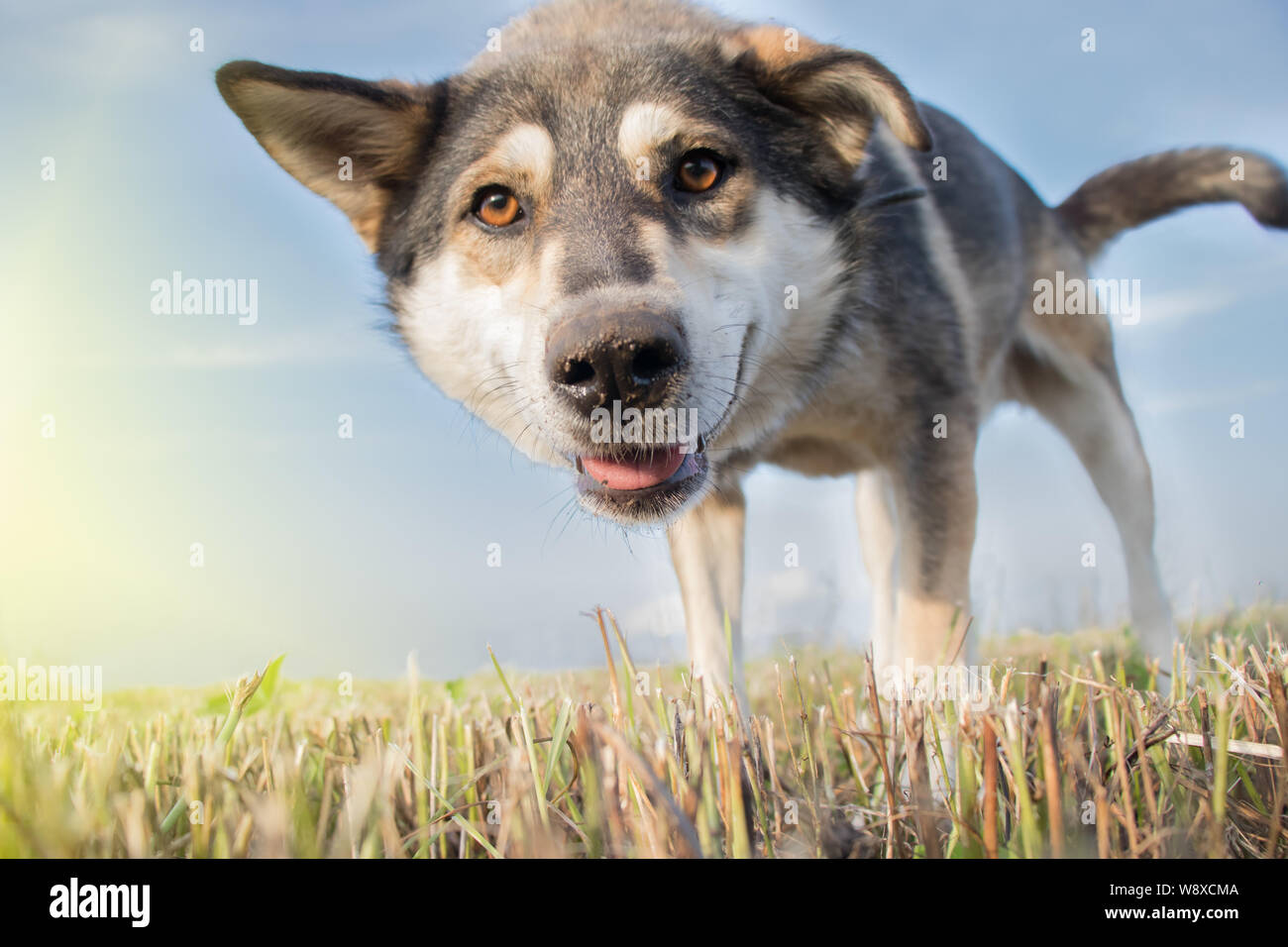 Dog looking right into the camera, close-up Stock Photo - Alamy