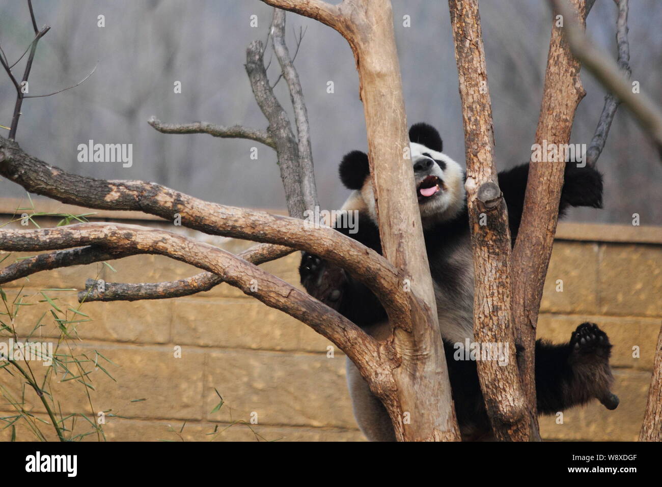 The giant panda Li Li climbs a tree in the sun at Hangzhou Safari Park ...