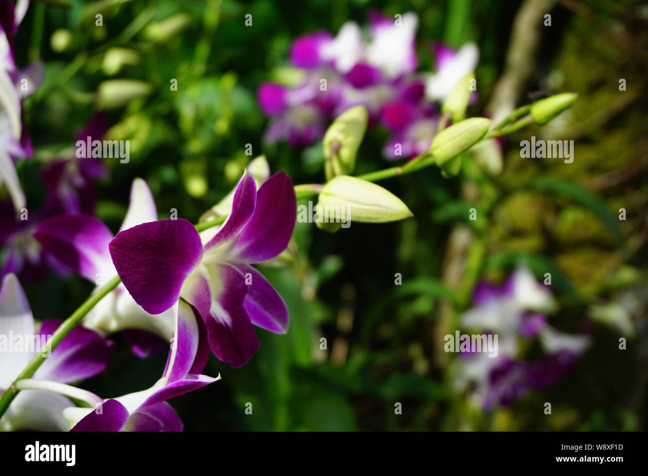High resolution orchids hi-res stock photography and images - Alamy