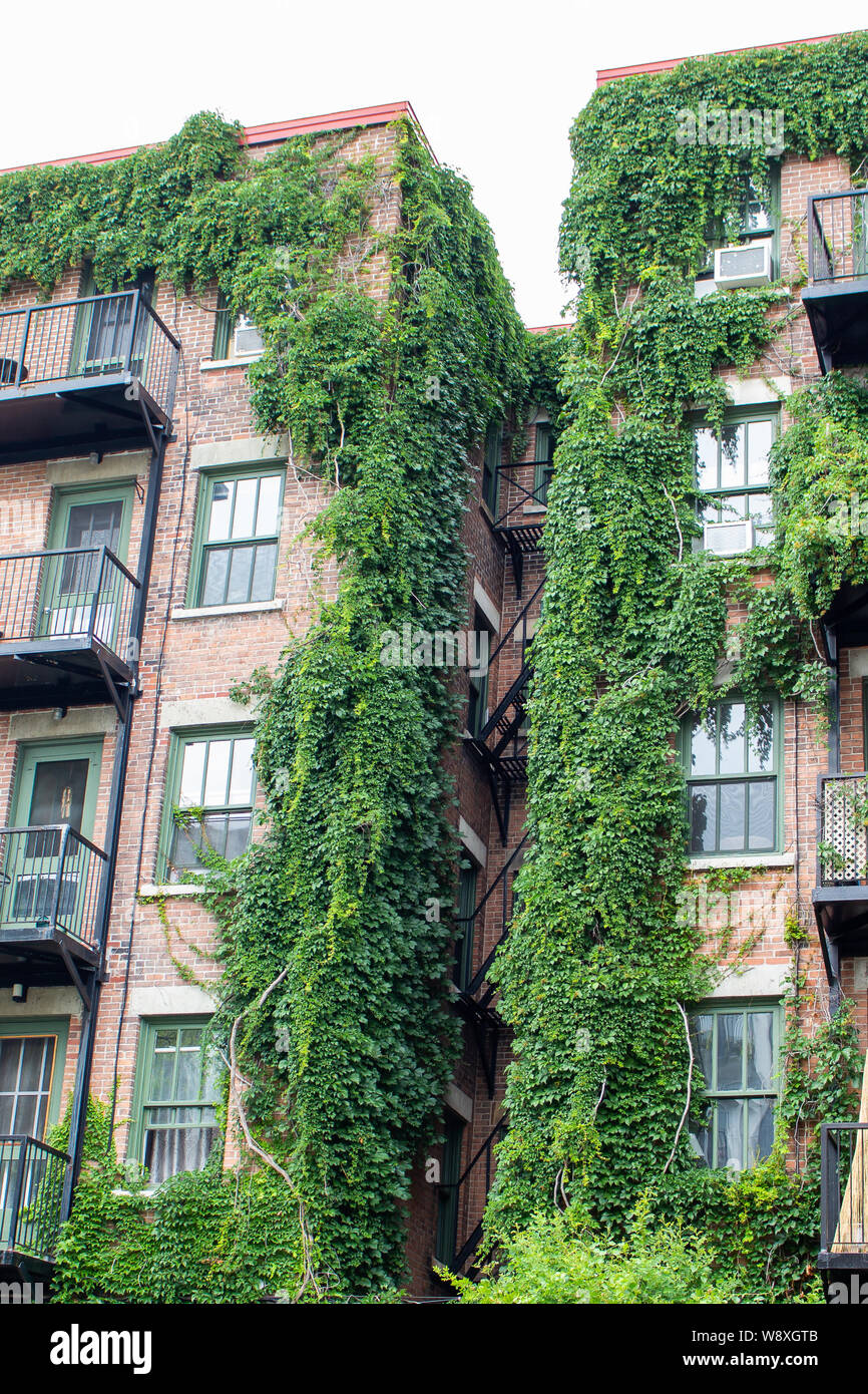 Plant vines climb up the walls of an apartment building, reclaiming a ...