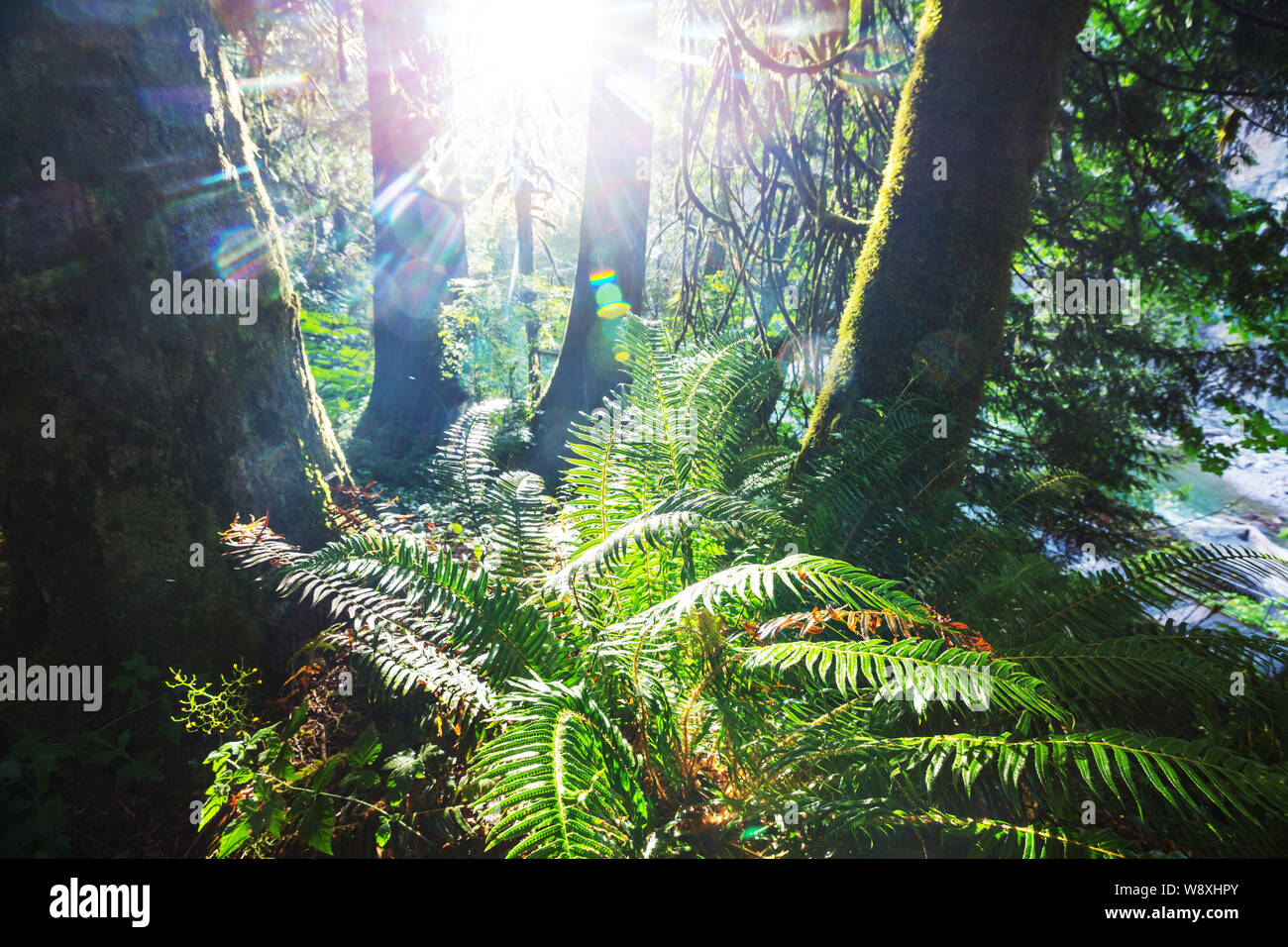 Rain forest with dense vegetation Stock Photo - Alamy