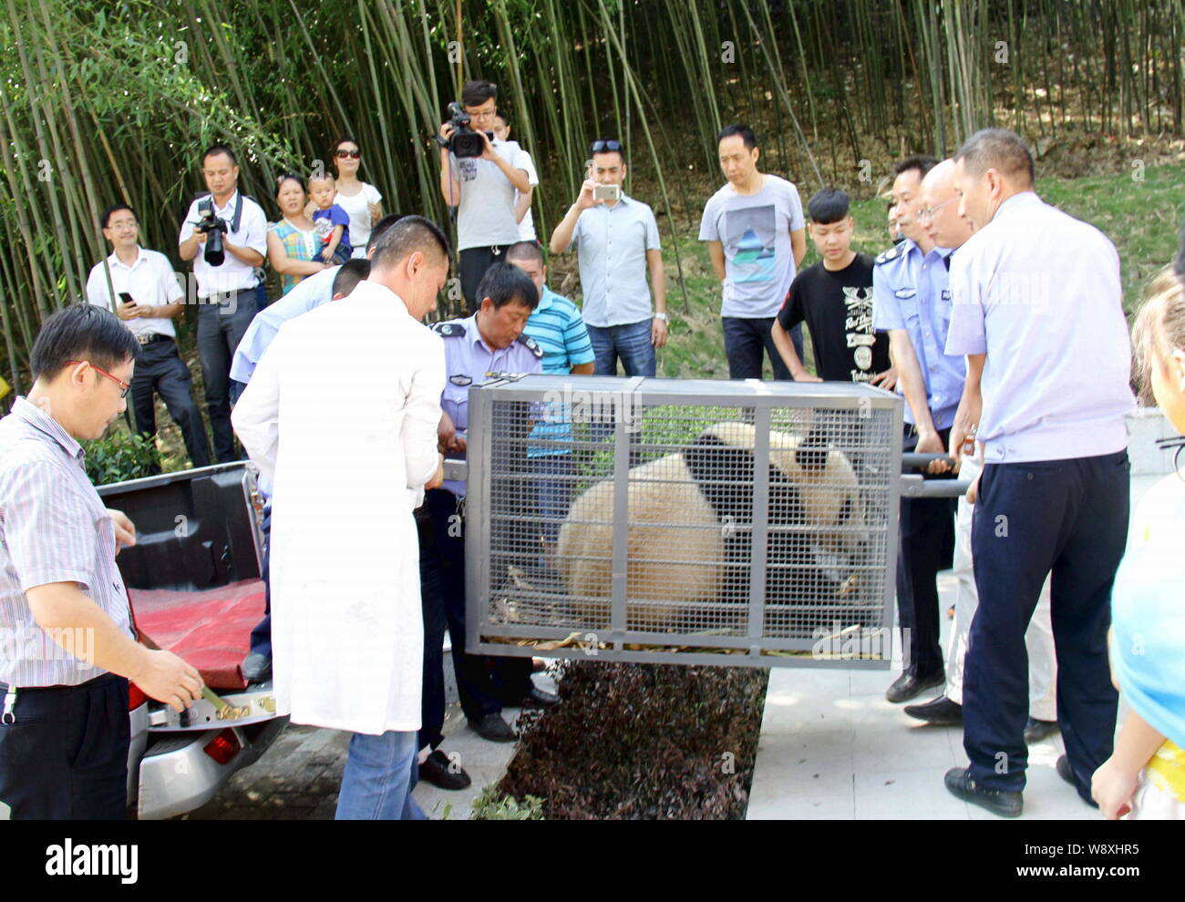 Chinese employees carry female giant panda Yang Hua to its cage at the ...