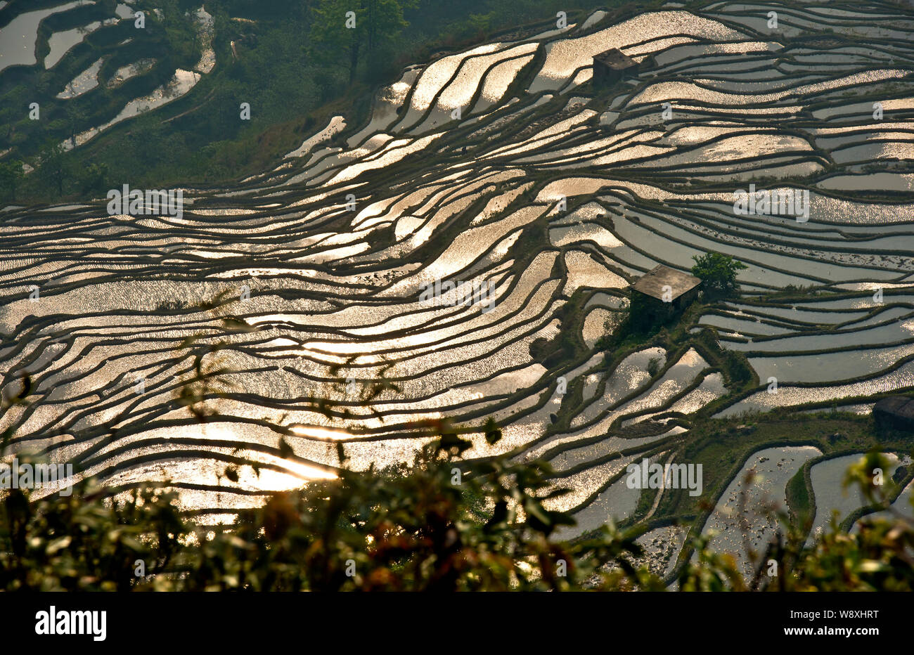 This picture shows the beautiful landscape of Hani rice terraces at ...
