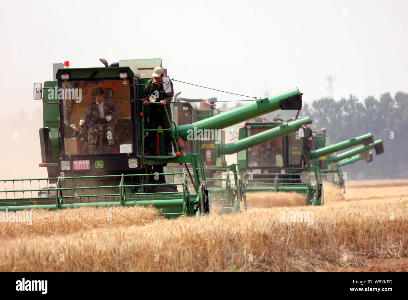 --FILE--Chinese farmers drive reaping machines to harvest wheat in a ...