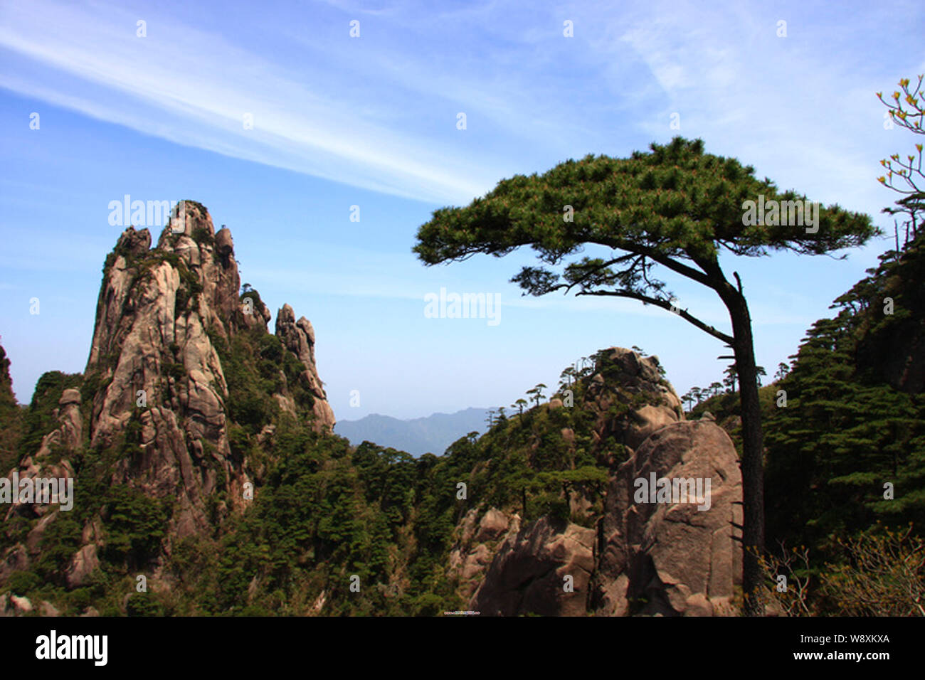 Landscape of a pine tree of Mount Sanqingshan National Park in Shangrao ...