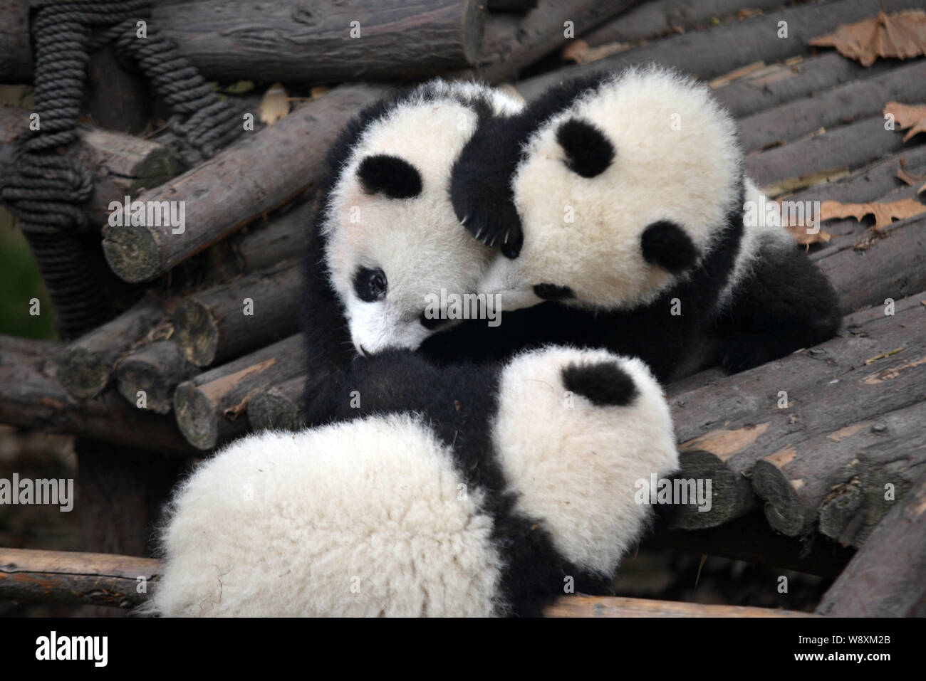 Giant panda cubs play outdoors ahead of Chinese Lunar New Year or ...
