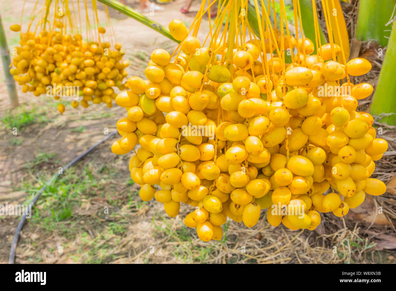 Date Palm, Dates, Palmaceae plant fruits in the garden plant field in ...