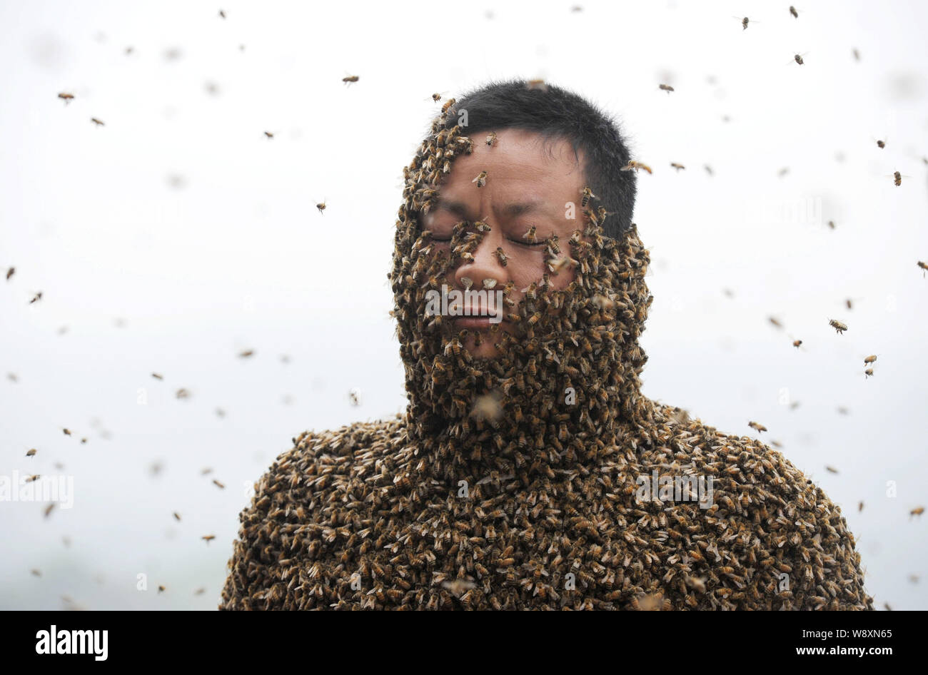 34-year-old Chinese beekeeper She Ping is almost covered with bees all ...