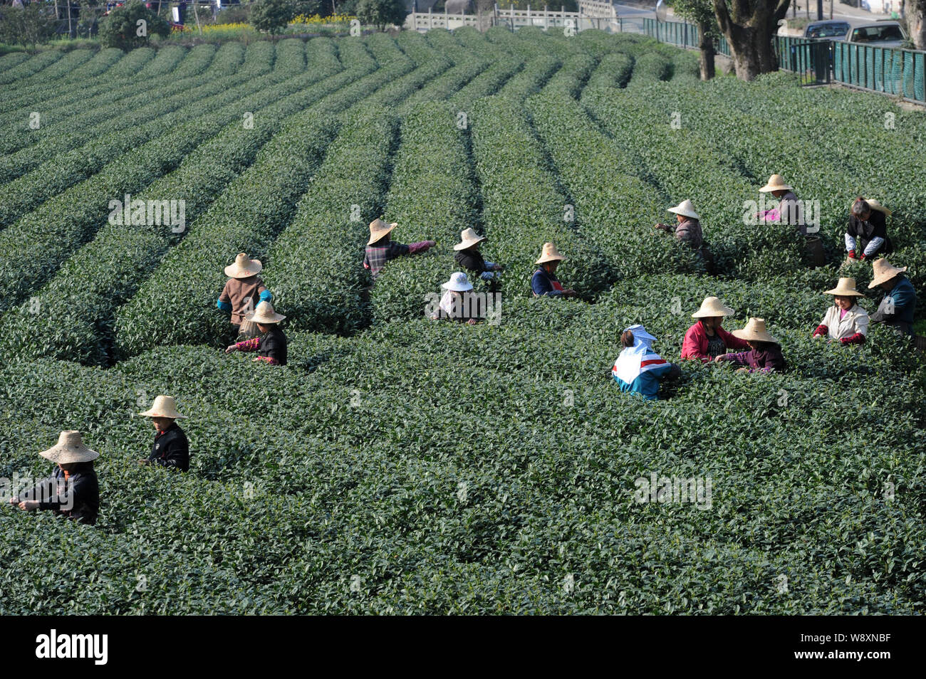 --FILE--Chinese farmers harvest West Lake Longjing tea leaves at a tea ...