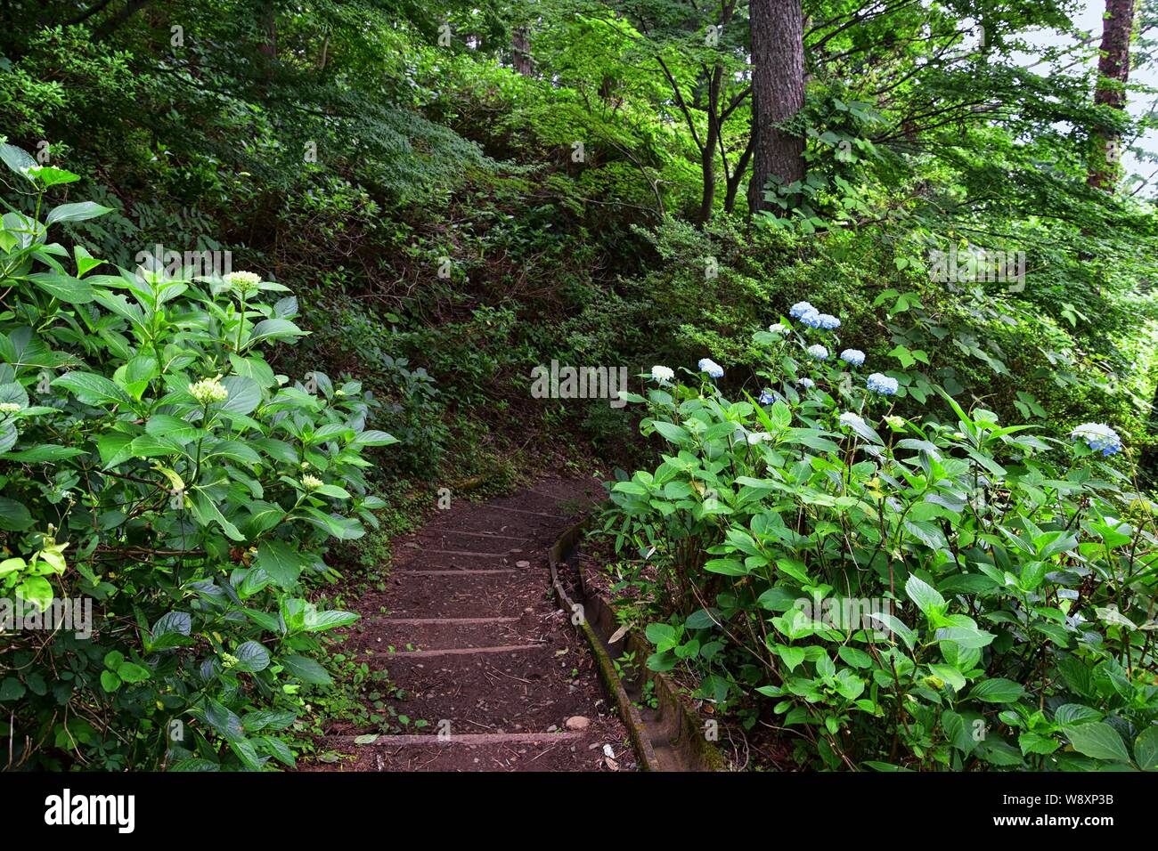 Views around Mount Fuji Japan, including Kawaguchiko Tenjozan Park ...