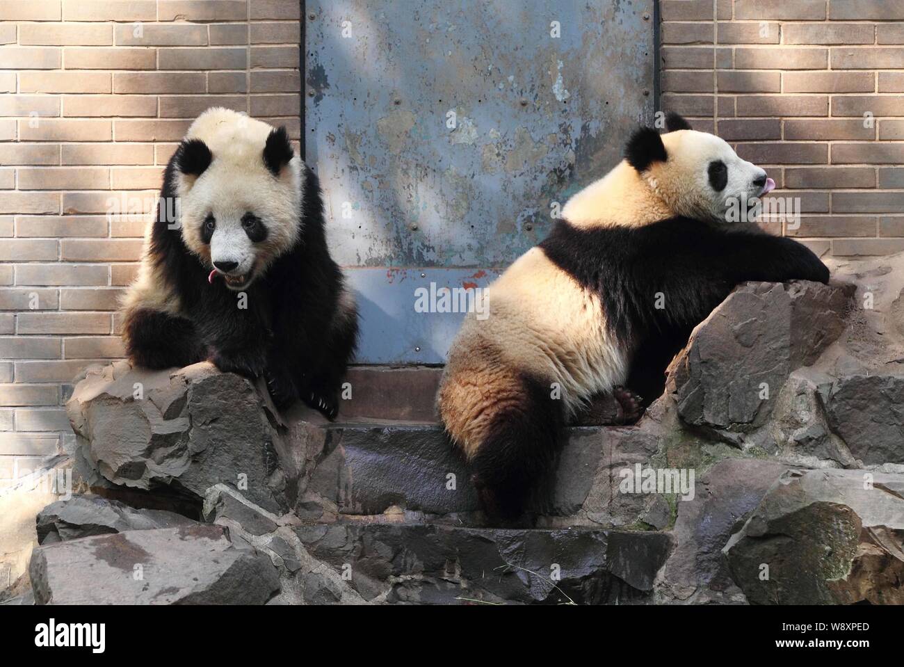 Giant panda twins Chengda and Chengxiao rest on stones at the Hangzhou ...