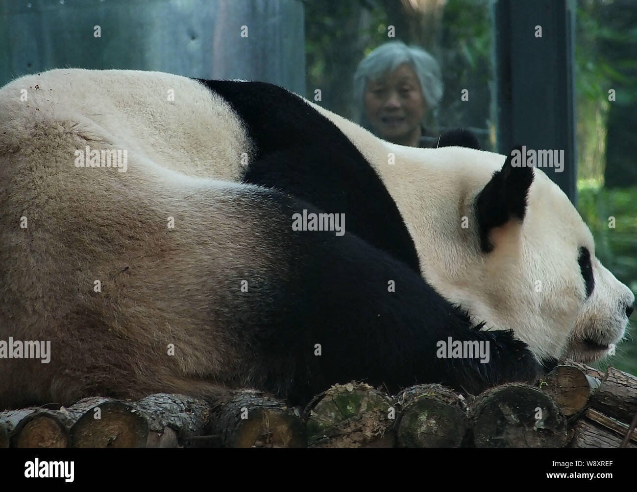 Giant panda Xi Wang rests on a wooden stand at a zoo in Yichang city ...