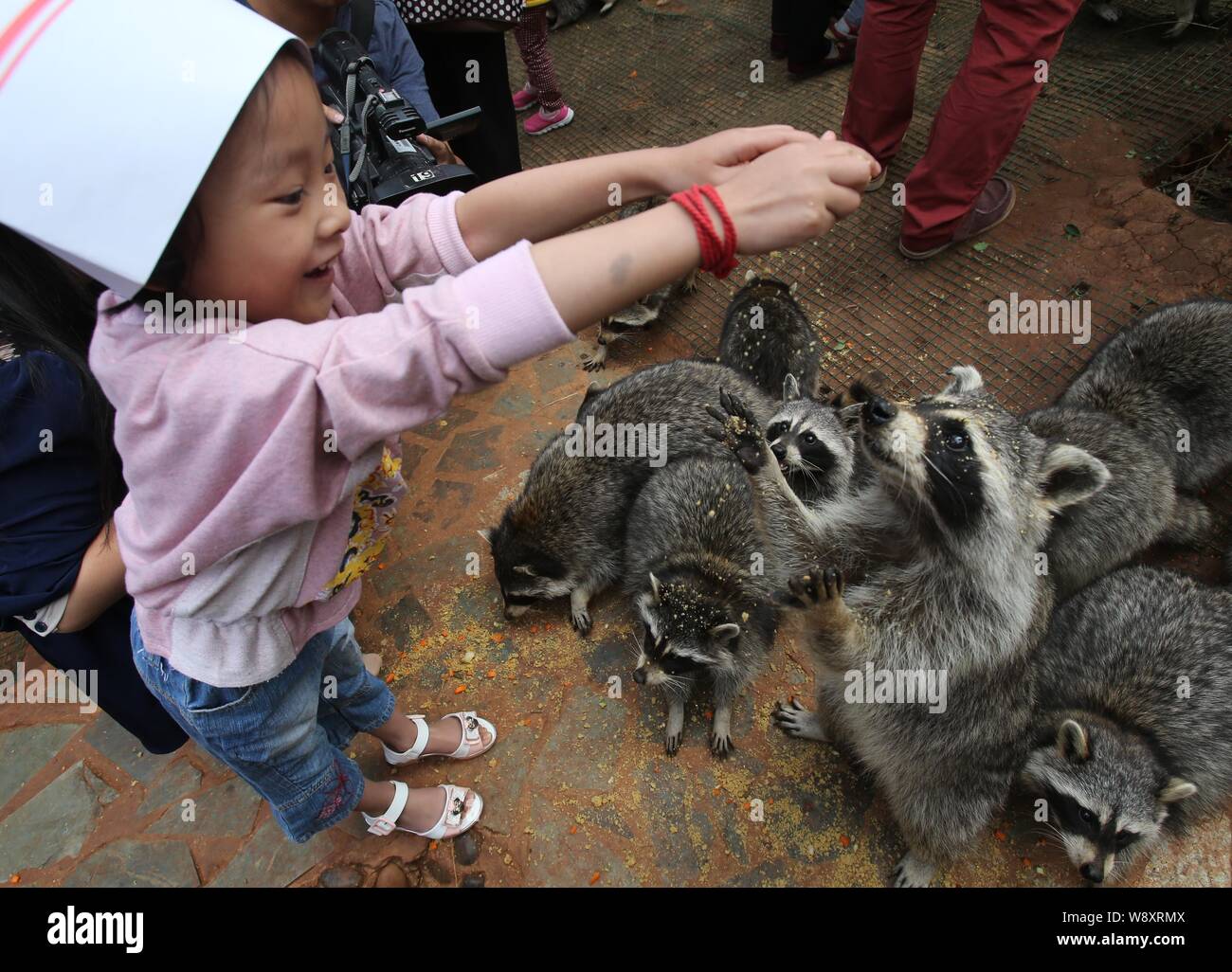 Raccoons in autumn hi-res stock photography and images - Alamy