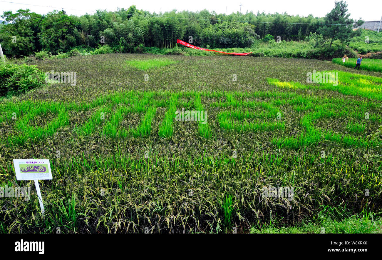 A calligraphy rice paddy painting is displayed at a paddy field in an ...