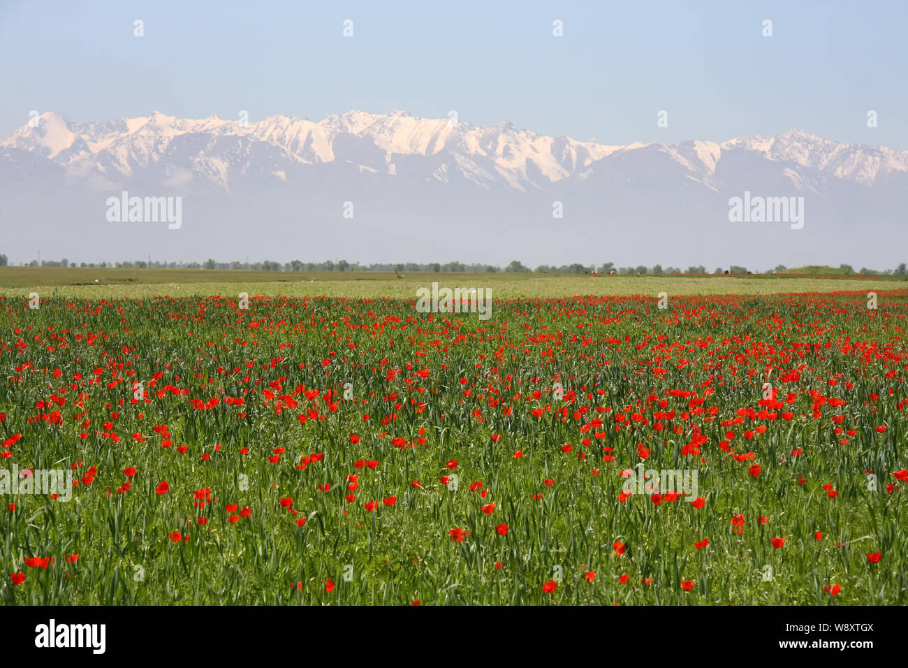 Field poppies mountains hi-res stock photography and images - Alamy