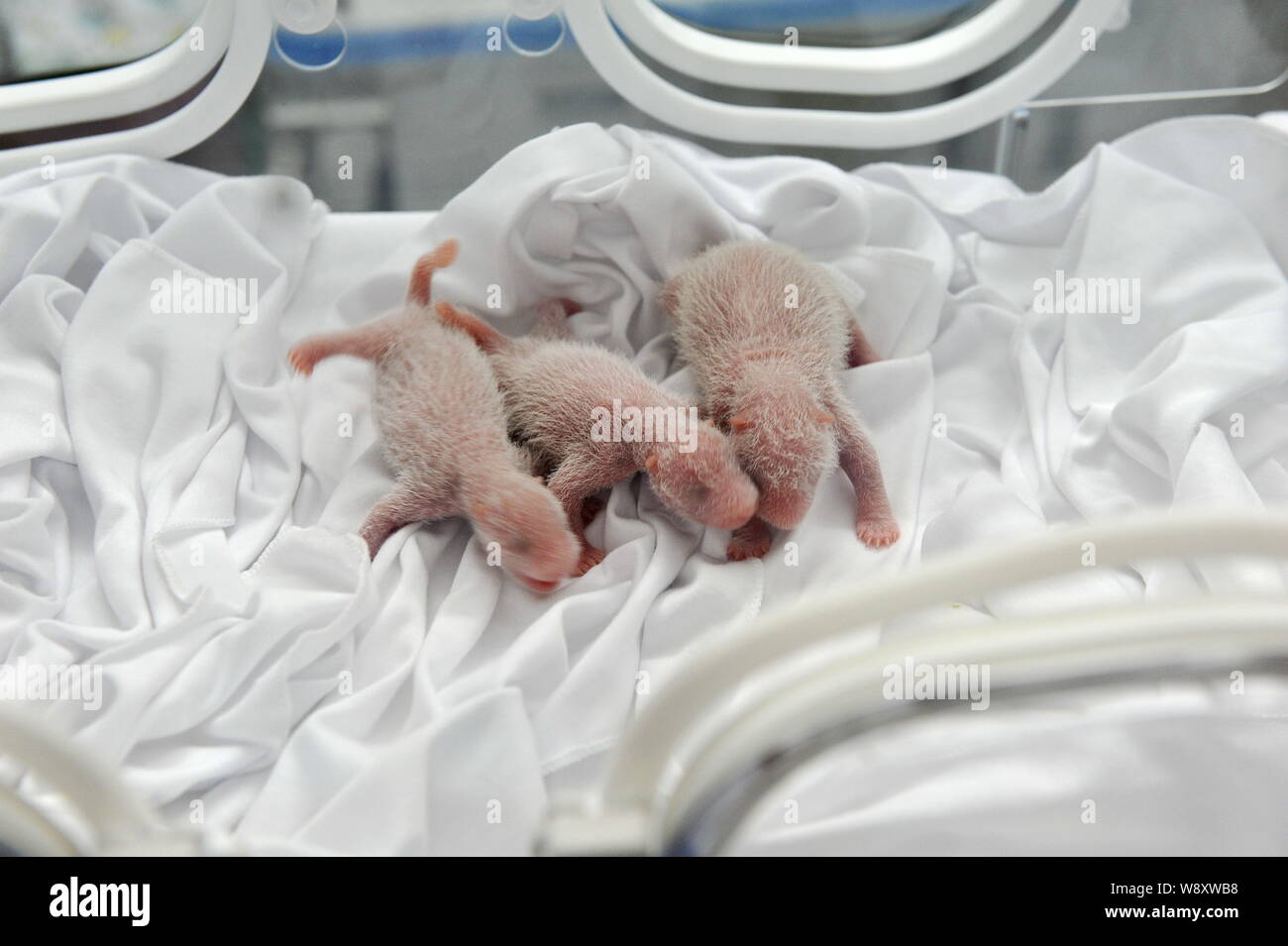 In this handout picture, the panda triplets born by female giant panda ...