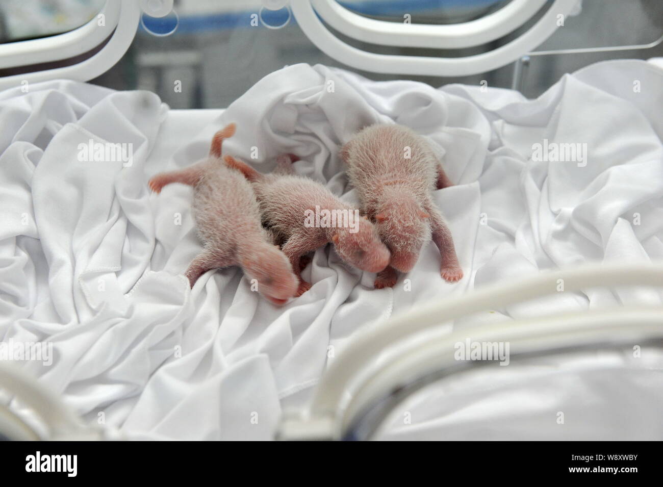 In this handout picture, the panda triplets born by female giant panda ...