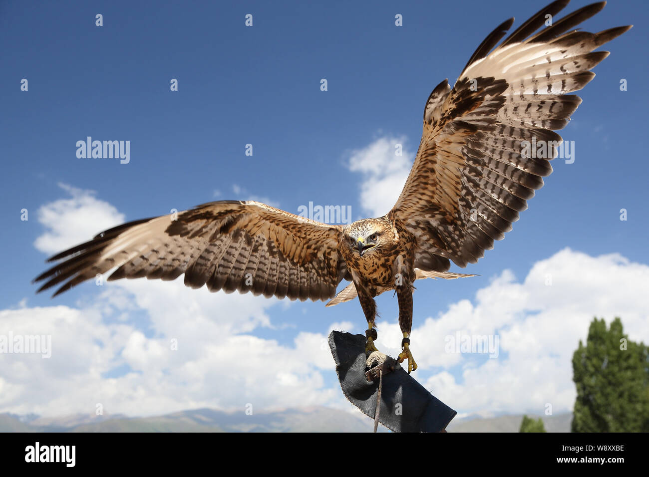 Golden Falcon Stock Photos & Golden Falcon Stock Images - Alamy