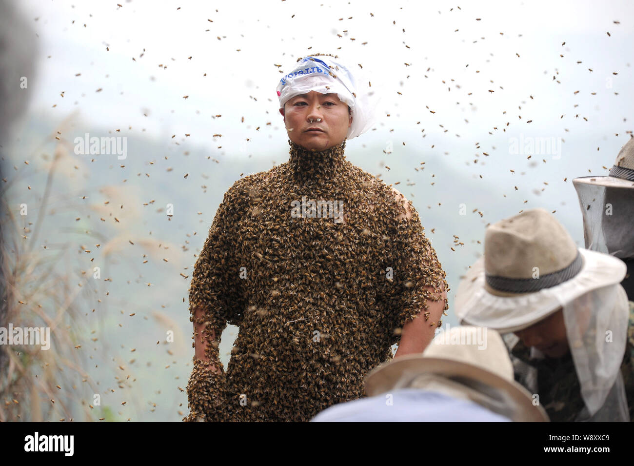 34-year-old Chinese beekeeper She Ping is covered with bees during a ...