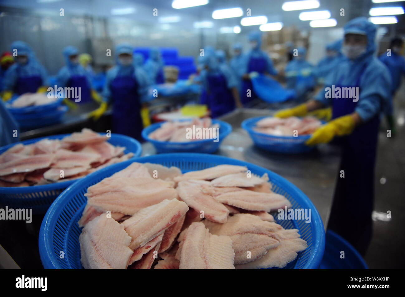 Chinese workers process Tilapia to be exported at a processing plant in ...