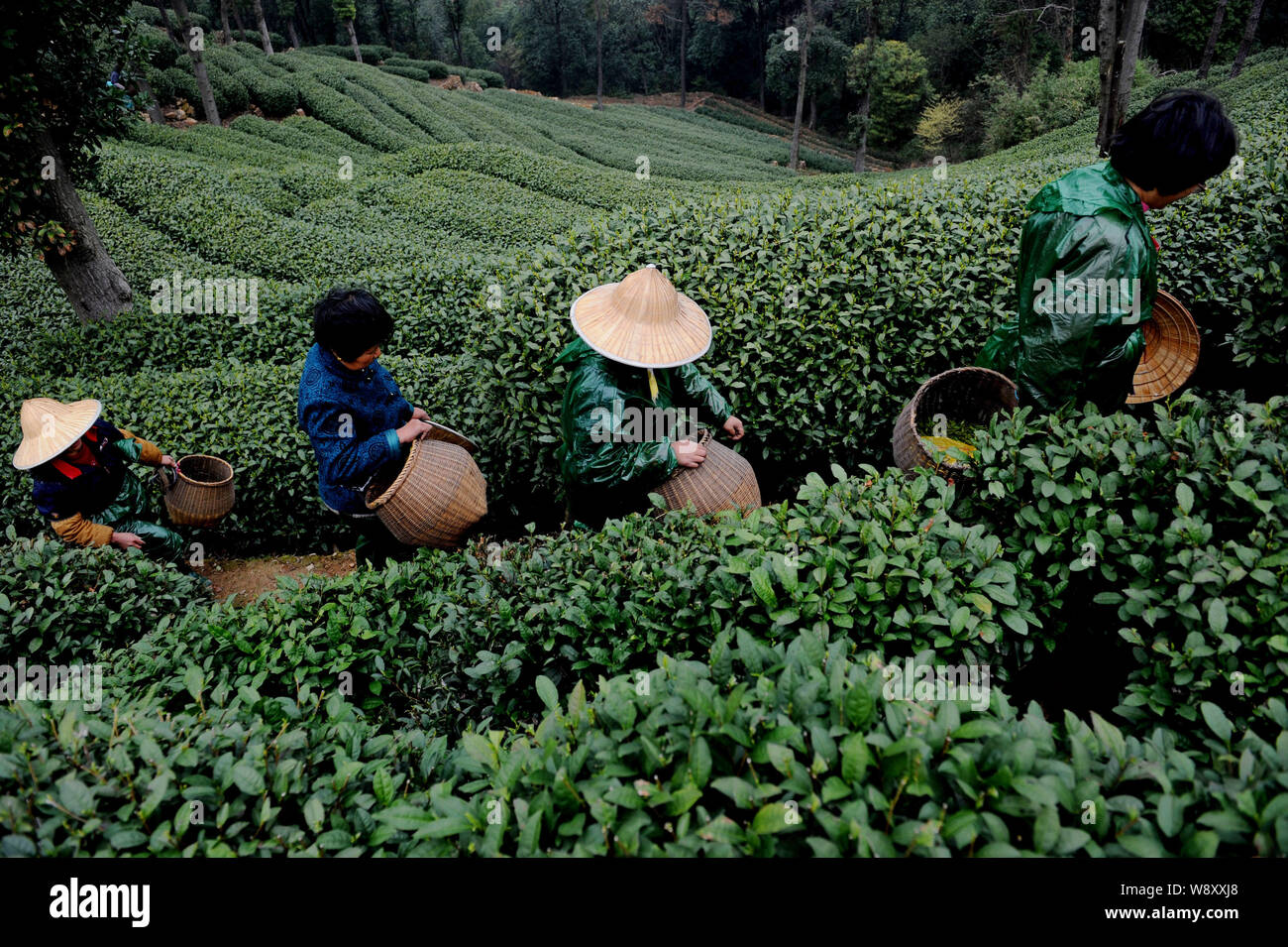 --FILE--Chinese farmers harvest West Lake Longjing tea leaves at a tea ...
