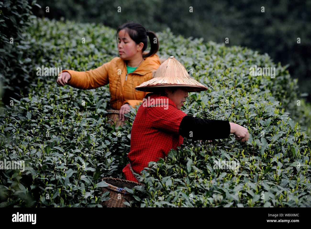--FILE--Chinese farmers harvest West Lake Longjing tea leaves at a tea ...