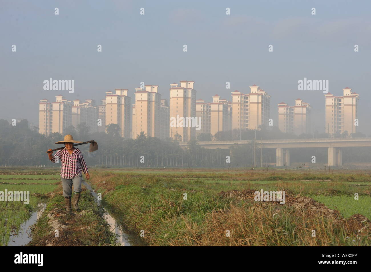 --FILE--A Chinese farmer walks in a field in front of new high-rise ...
