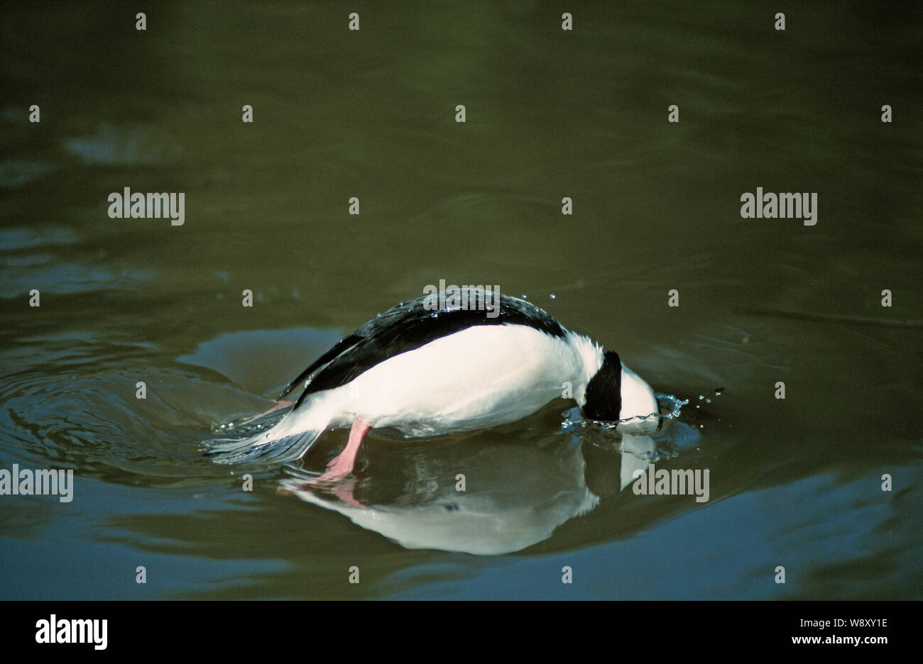 Small diving duck hi-res stock photography and images - Alamy