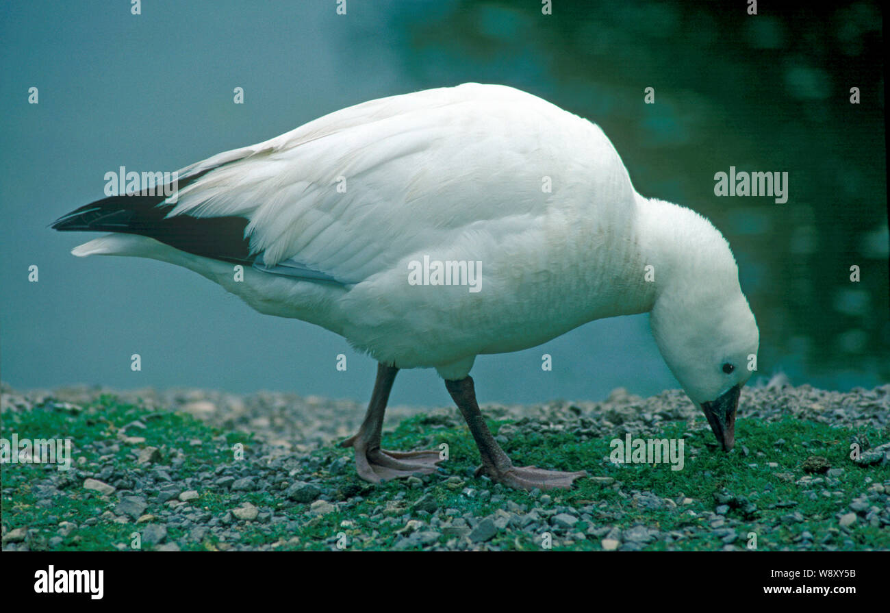 Rosss goose anser rossi hi-res stock photography and images - Alamy