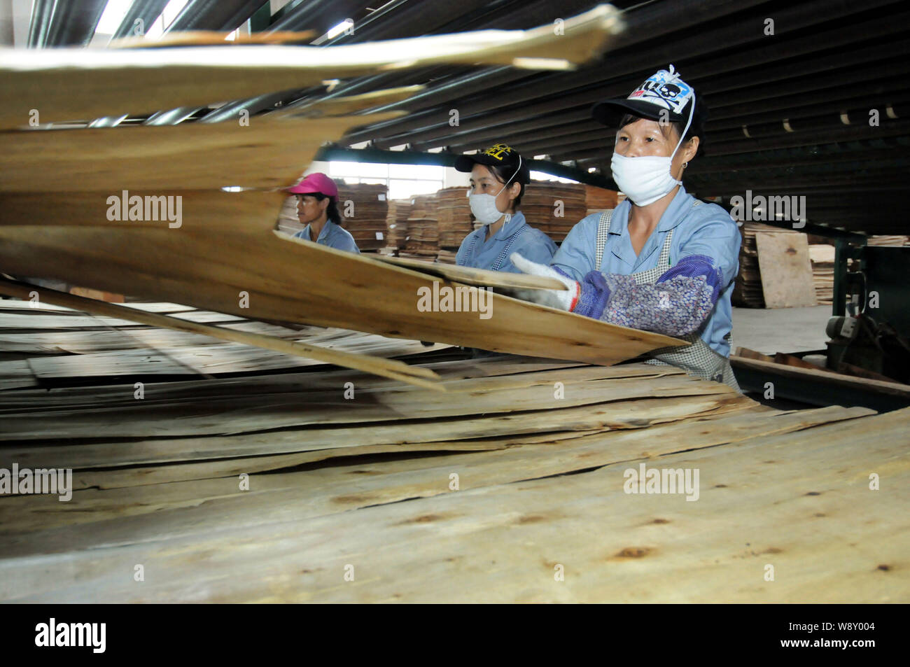 --FILE--Female Chinese workers produce plywood at a furniture factory ...