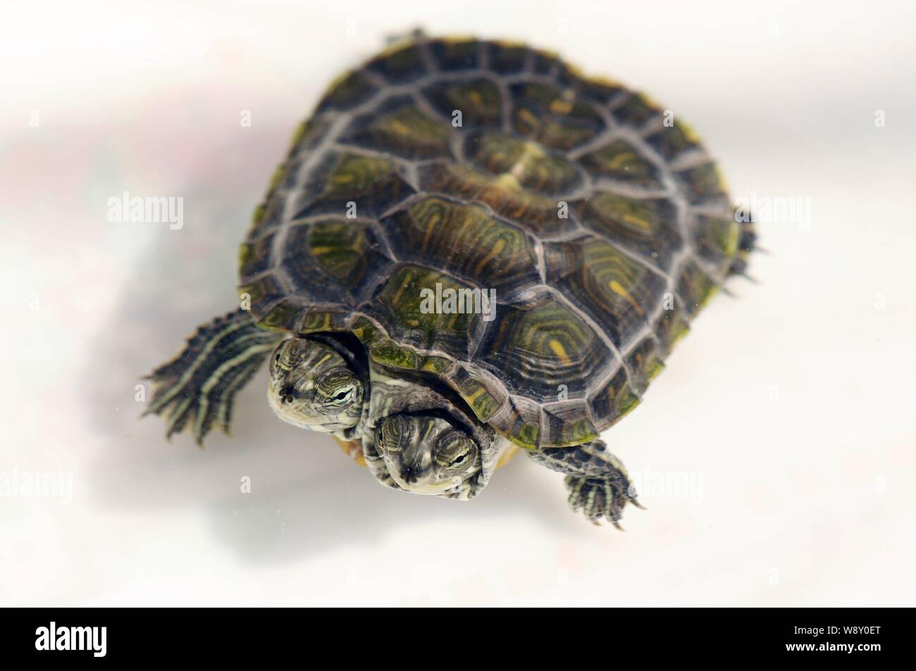 Two headed turtle hi-res stock photography and images - Alamy
