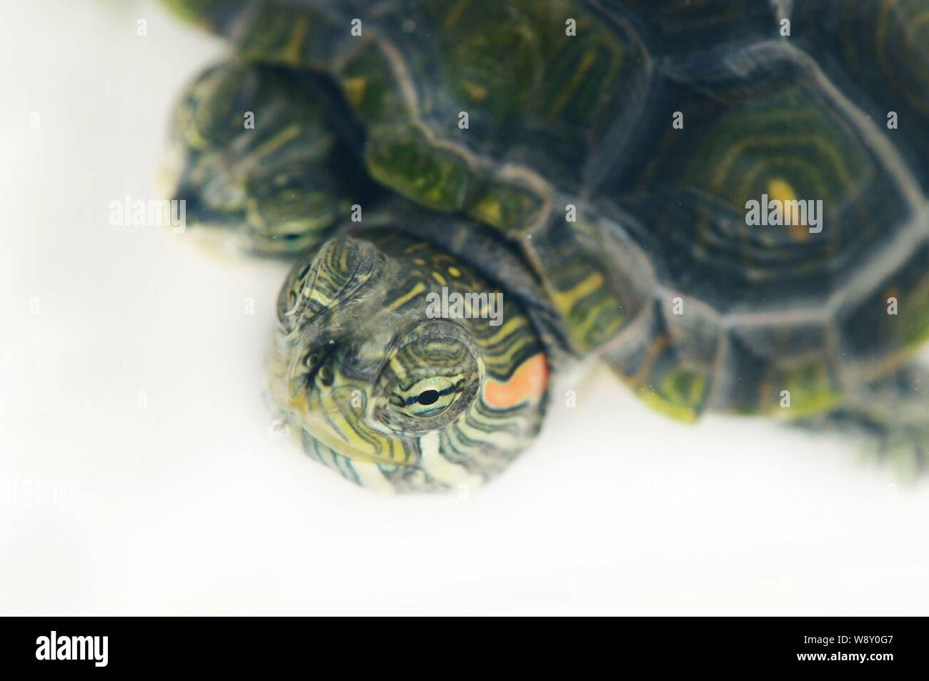 The two heads of a turtle are pictured at its owners home in Qingdao ...