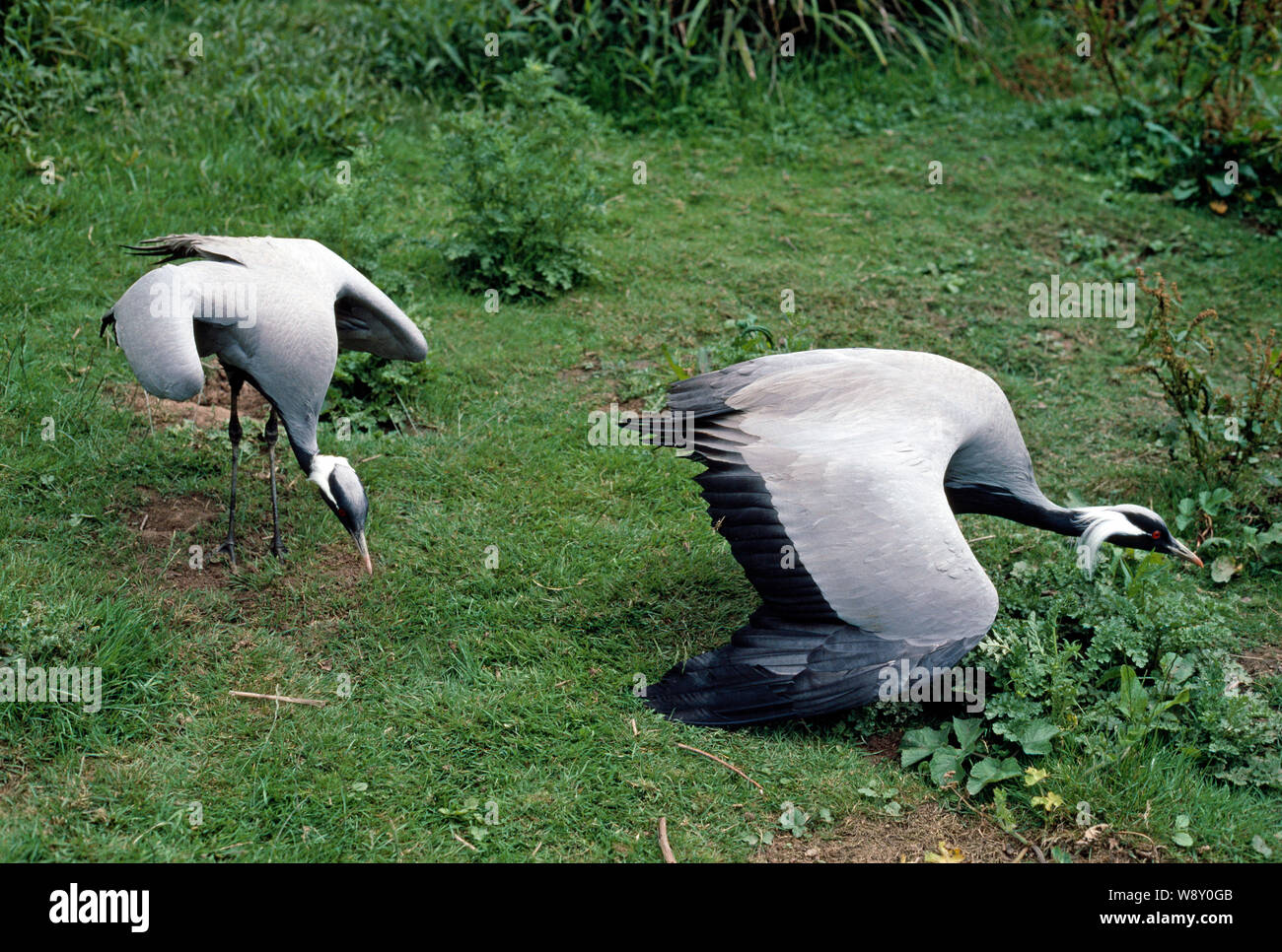 DEMOISELLE CRANES ( Anthropoides virgo ). Pair exhibiting the broken ...