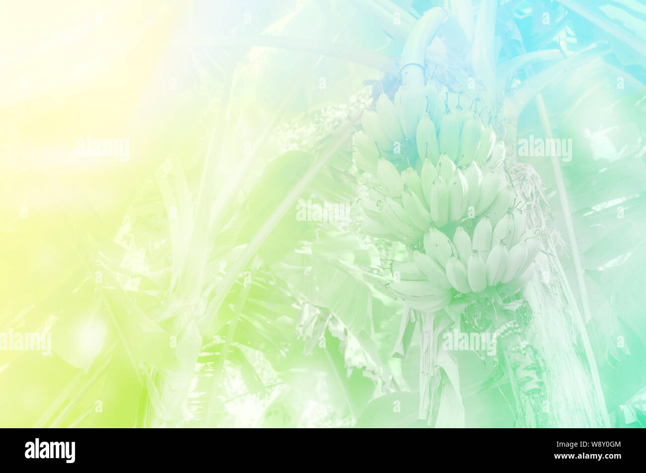 color banana for background design concept Stock Photo - Alamy