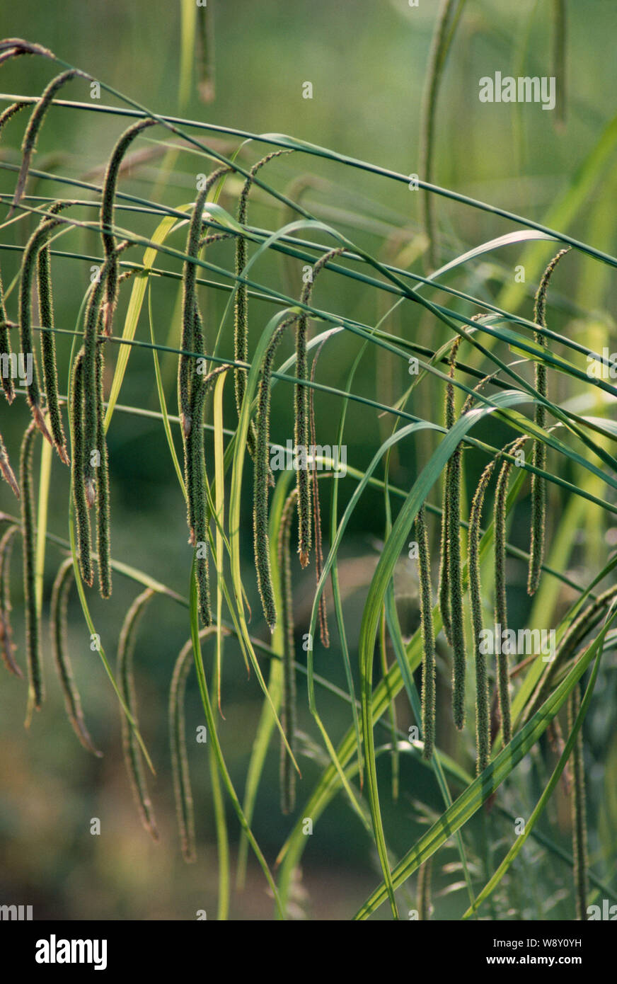 PENDULOUS SEDGE Carex pendula Stock Photo - Alamy