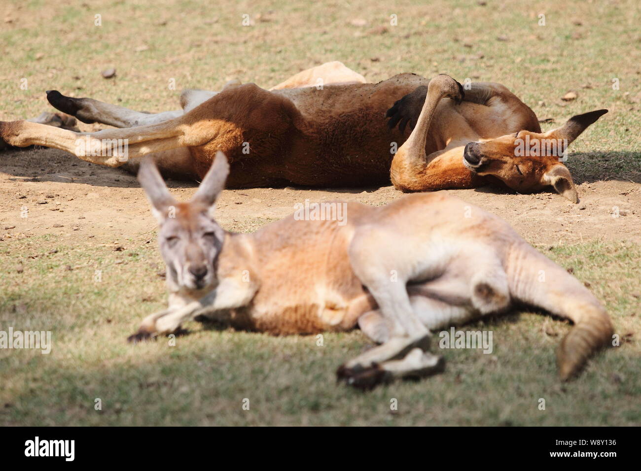 Kangaroos rest on the ground at the Hangzhou Zoo in Hangzhou city, east ...
