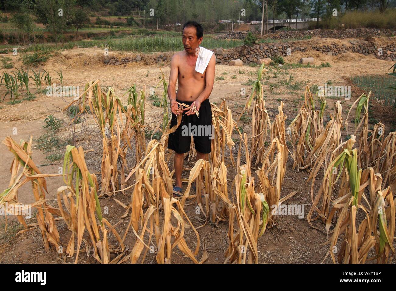 A Chinese farmer checks the growth of crops in his nearly dried-up rice ...