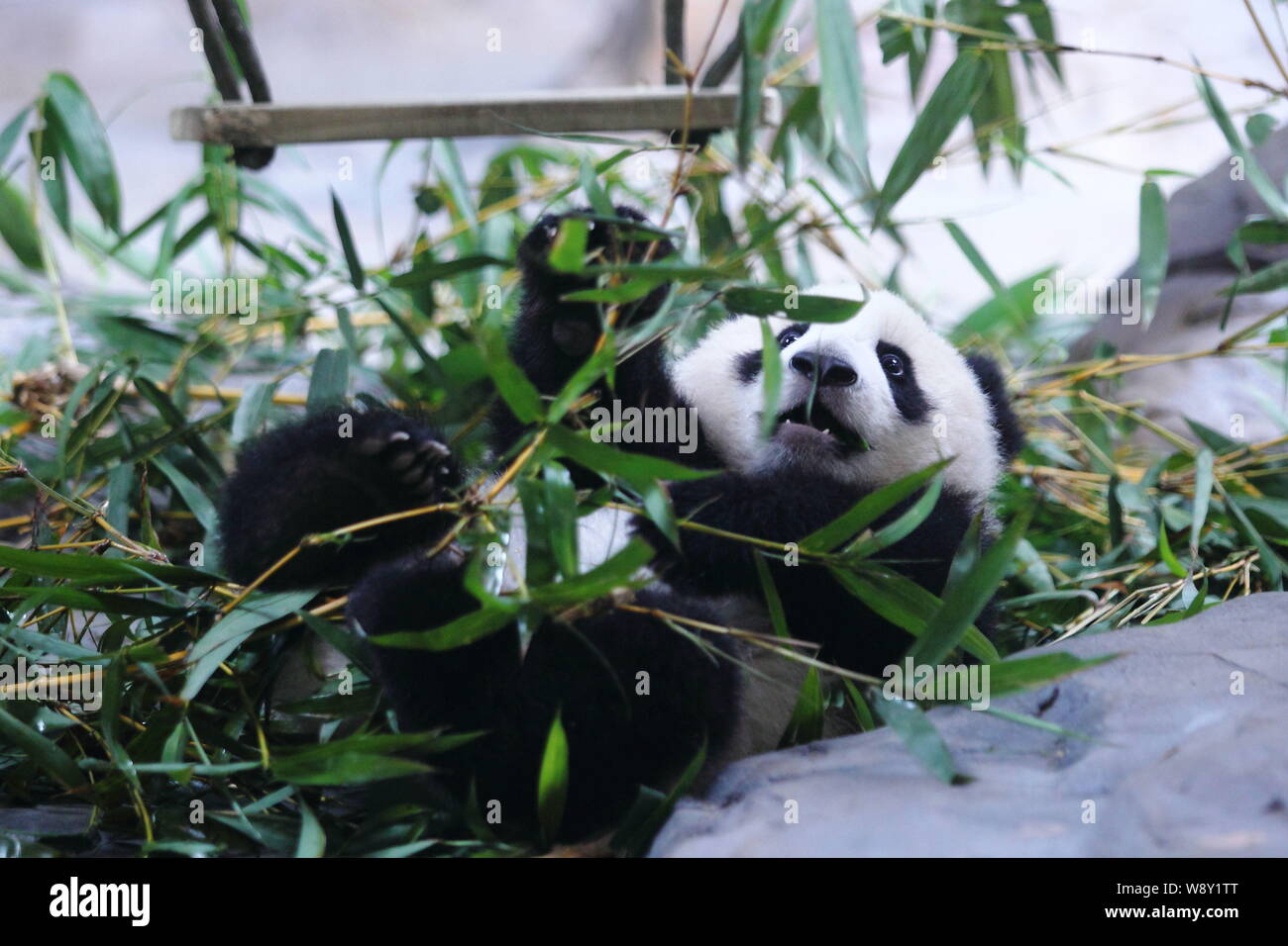 Guangzhou long long hi-res stock photography and images - Alamy