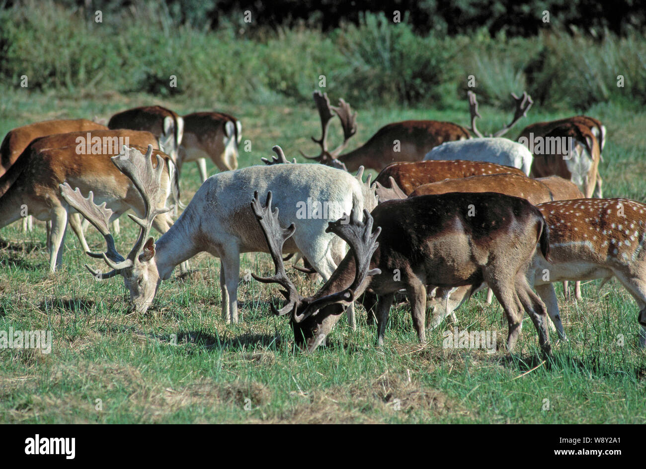 Deer antlers black and white hi-res stock photography and images - Alamy
