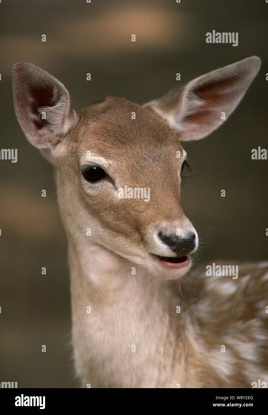 Fallow deer fawns hi-res stock photography and images - Alamy