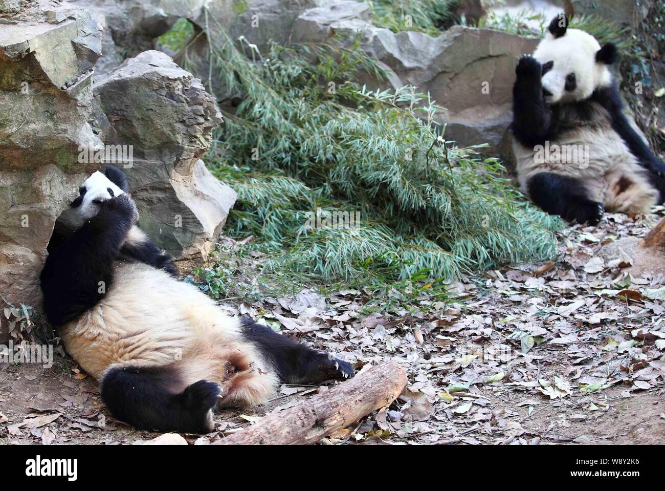 Corn buns hi-res stock photography and images - Alamy