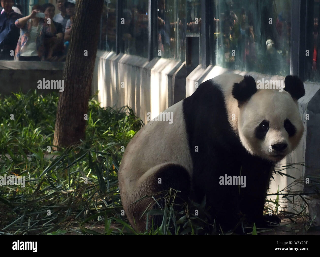 Tourists watch giant panda Xi Wang at a zoo in Yichang city, central ...