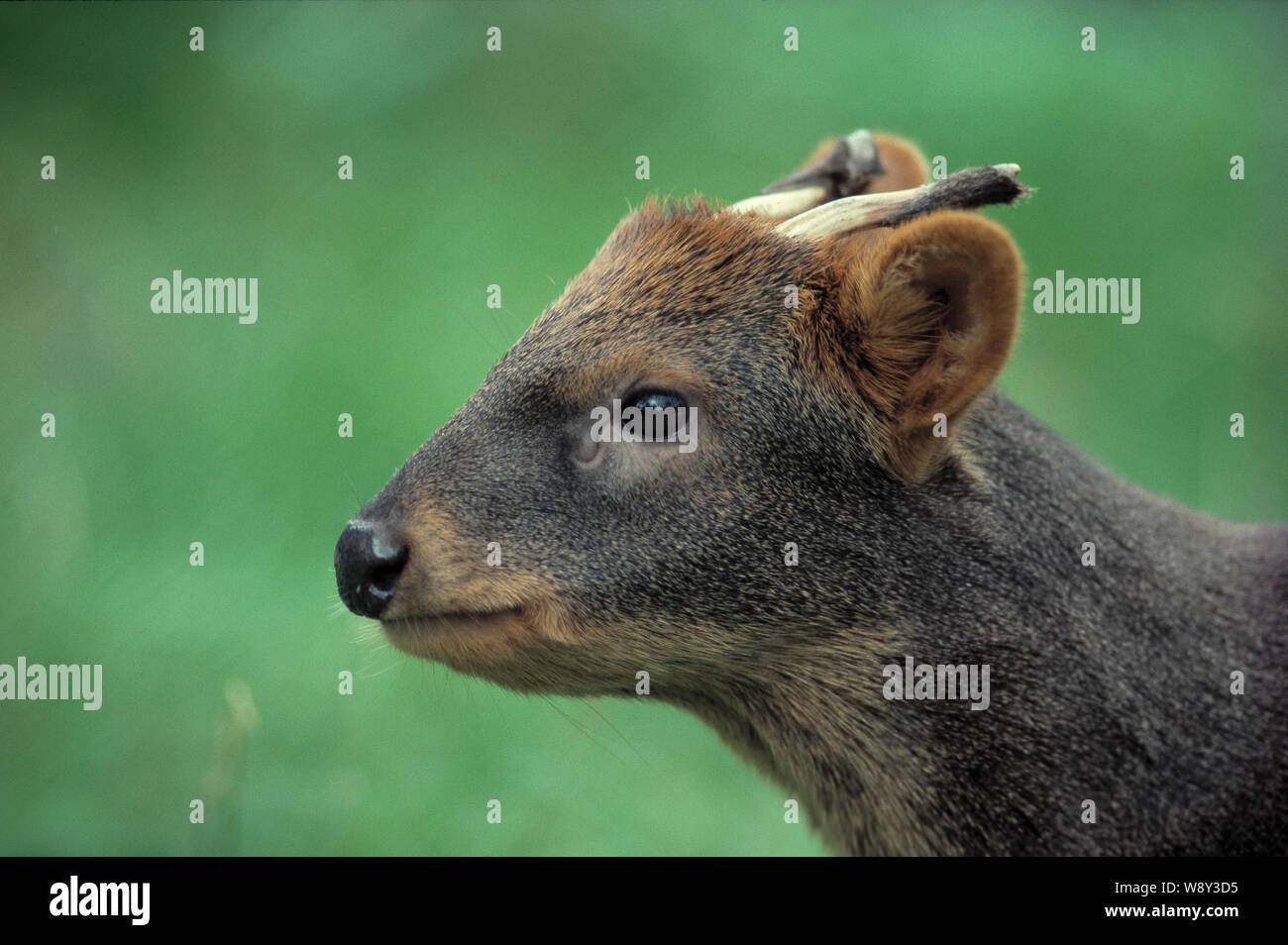 SOUTHERN or CHILEAN PUDU male (Pudu pudu). Facial details include a ...