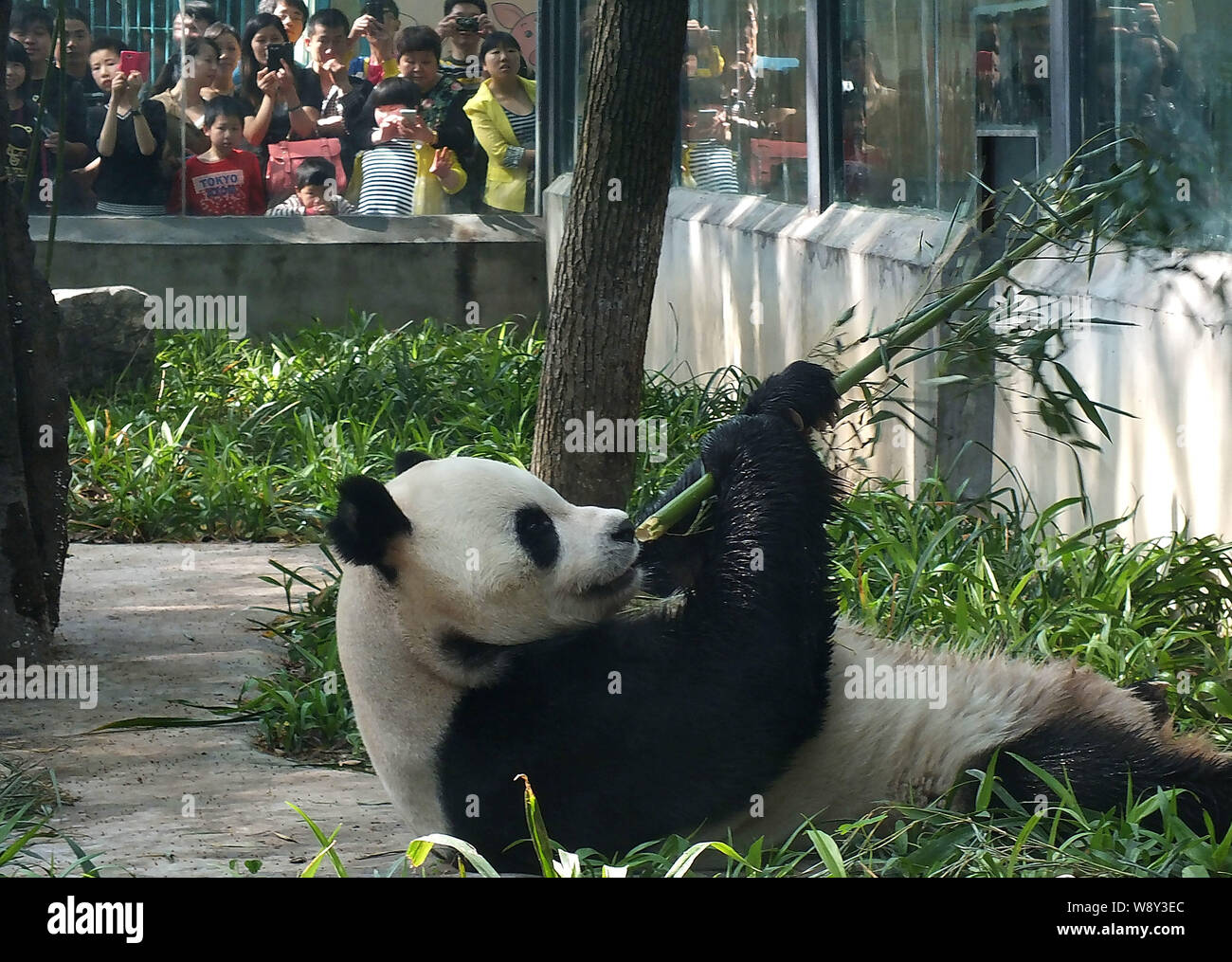 Tourists watch giant panda Xi Wang eating bamboos at a zoo in Yichang ...