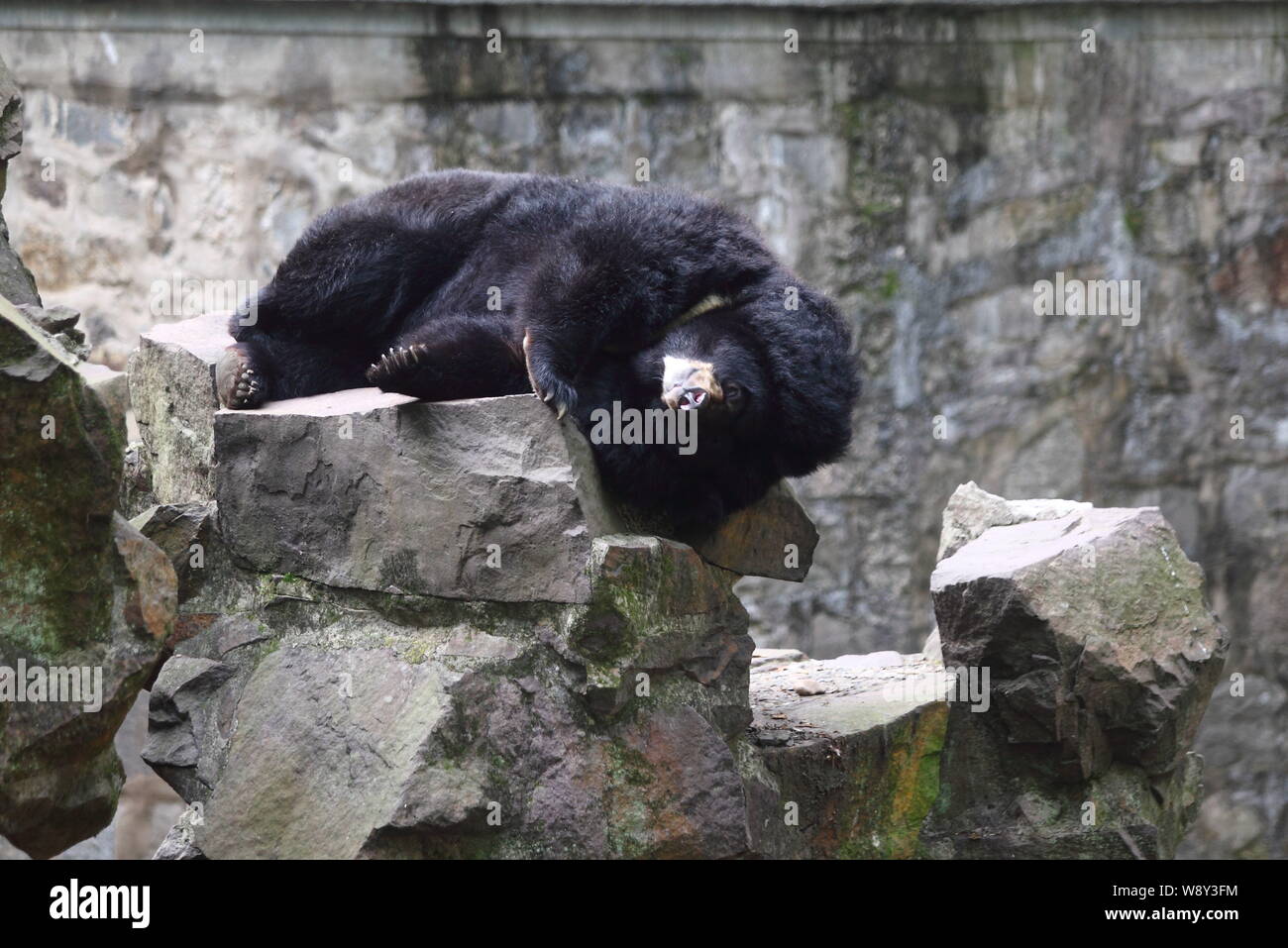 Hangzhou zoo bear hi-res stock photography and images - Alamy