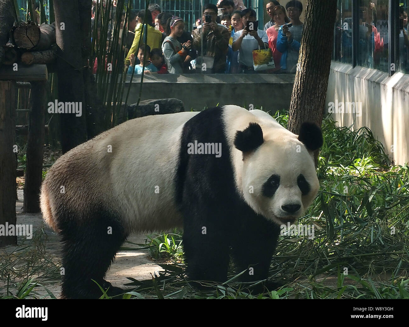 Tourists watch giant panda Xi Wang playing at a zoo in Yichang city ...