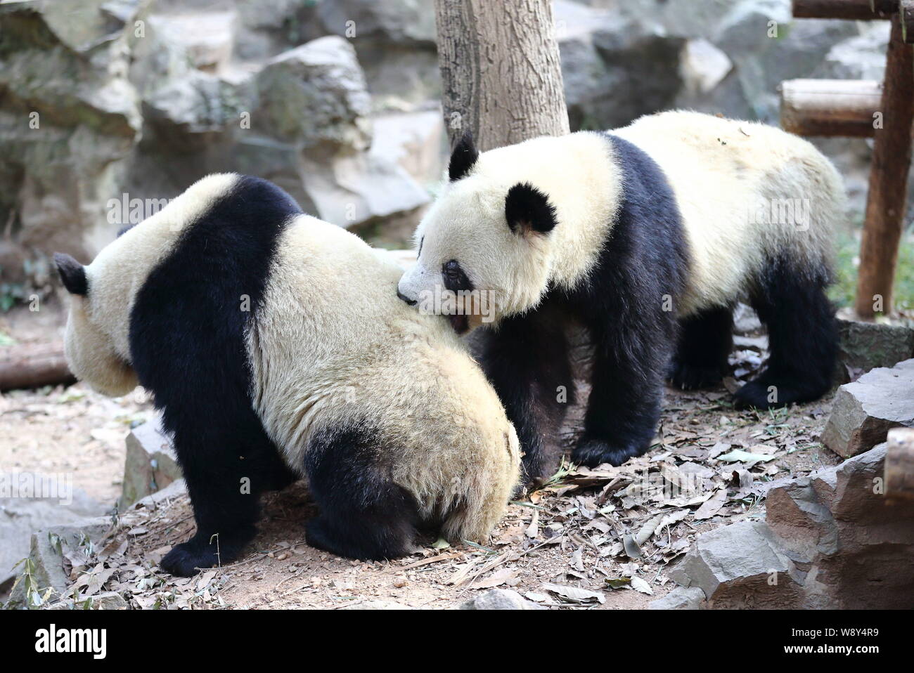 Giant panda twin Chengxiao, right, bites Chengda as they play at the ...