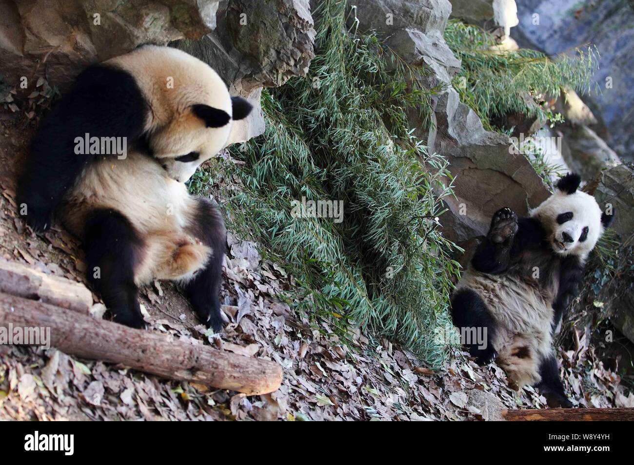 Corn buns hi-res stock photography and images - Alamy