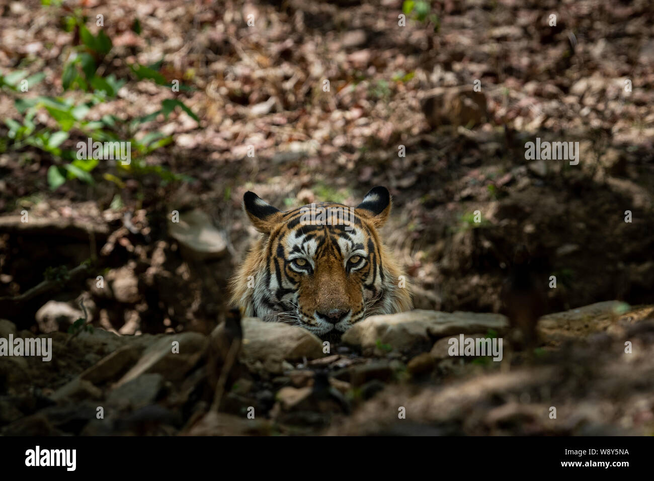 royal bengal wild male tiger portrait with an eye contact.This Adult ...